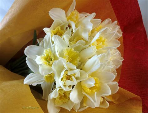 水仙の花束 花と猫