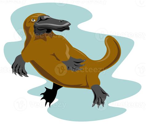 Platypus Front View 14463808 Png