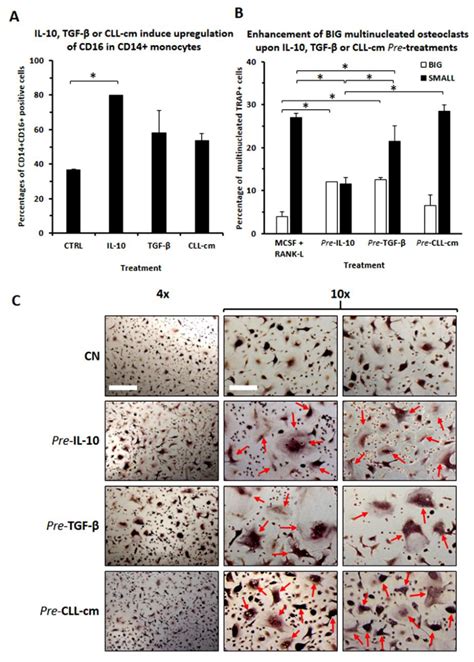 Effects Of Cytokines Exposure On Cd16 Expression And On Osteoclast Download Scientific Diagram