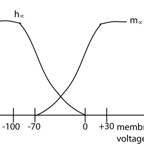 15 Voltage Dependence Of The Activation Variable M And Inactivation