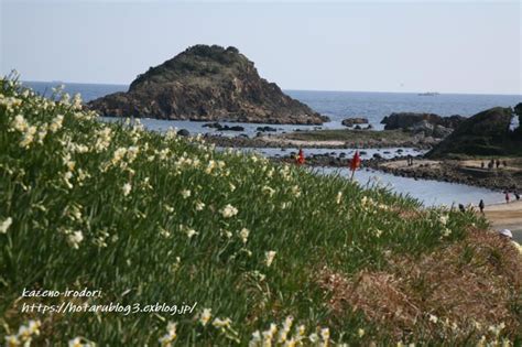水仙とアロエの花咲く爪木崎 ① 風の彩りー3