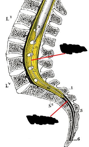 Spinal Cord And Related Spinal Neurology Flashcards Quizlet
