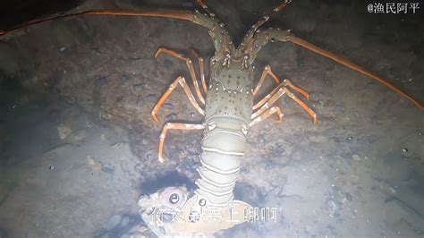 阿平赶海抓到一只大龙虾，还抓了海胆和金鲳鱼 Youtube