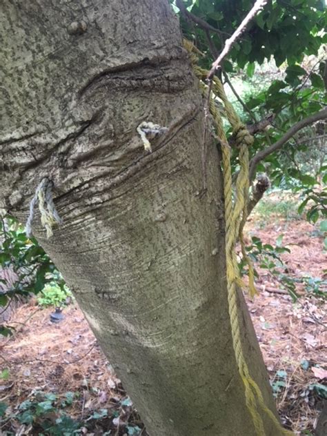 Kinky Roots What Tree Transplanting And Trauma Can Teach Us Eating For The Ecosystem