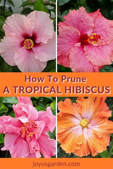 How To Prune Hibiscus In Spring Artofit