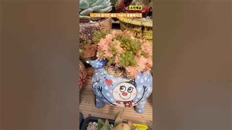 눈사람 화분과 소인제금 다육이 다육식물 예쁜다육 임영웅 사랑해요 그대를 Youtube