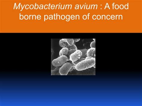 Mycobacterium Paratuberculosis Avium Pptx