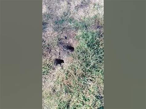 🐀норы землеройки🐀#убежала_в_норку #природа #nature - YouTube