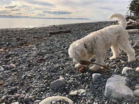 Valleyview Goldendoodles Mini And Medium Goldendoodle Breeder On Vancouver Island