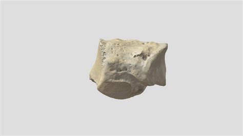 Os Cuboideum R Annotaties Copy 3d Model By Universiteit Antwerpen