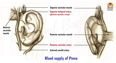 Auricle Pinna Diagram