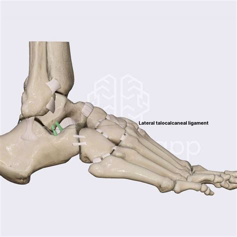 Ligaments Of Subtalar Joint Anatomyapp