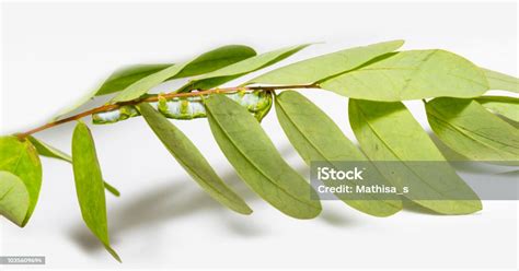 바닥에 산책 하는 5 단계에서 일반적인 Nawab 나비 의 애벌레 5에 대한 스톡 사진 및 기타 이미지 Istock