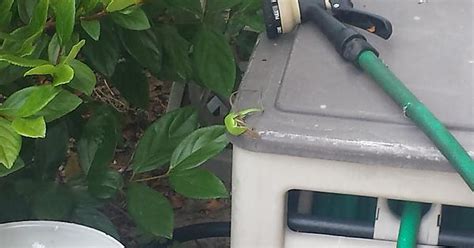 Fucking Lizards Imgur