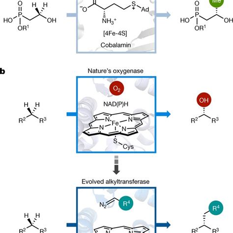 Enzymatic Ch Functionalization Systems A Methylation Catalysed By