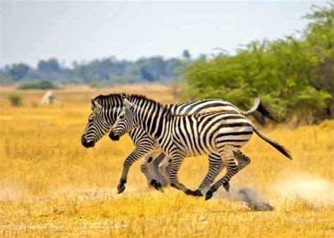 How Fast Is A Zebra All 3 Species Top Speeds Reasons Storyteller