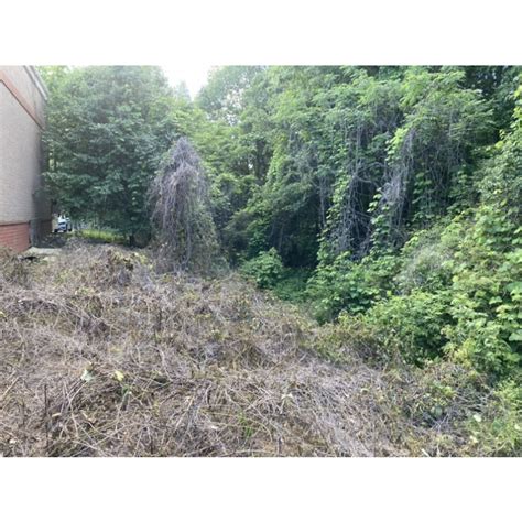 How To Get Rid Of Kudzu 3 Best Control Methods