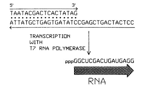 【9 2 1】ivt Mrna合成 In Vitro Transcription Sam Note