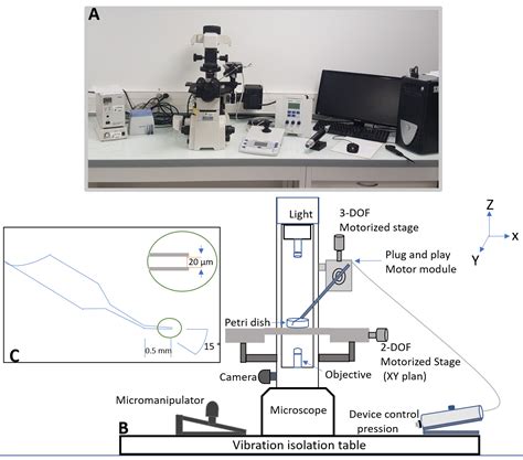 Video Single Cell Micro Aspiration As An Alternative Strategy To Fluorescence Activated Cell