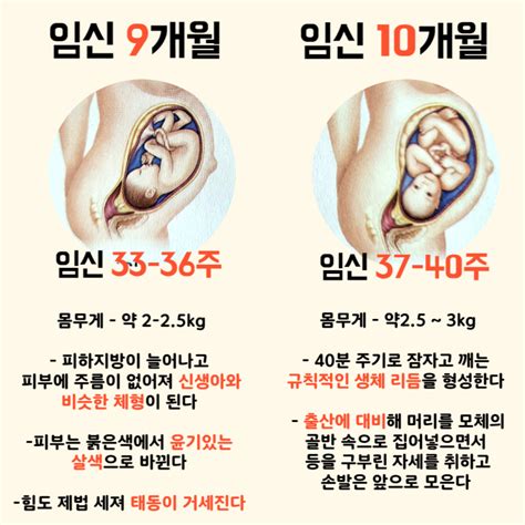 주수별 태아 몸무게 임신10개월동안 태아의 변화 네이버 블로그