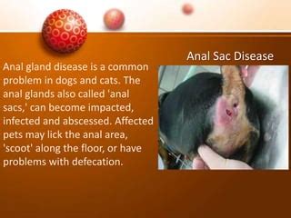 Skin Disease In Dogs Ppt