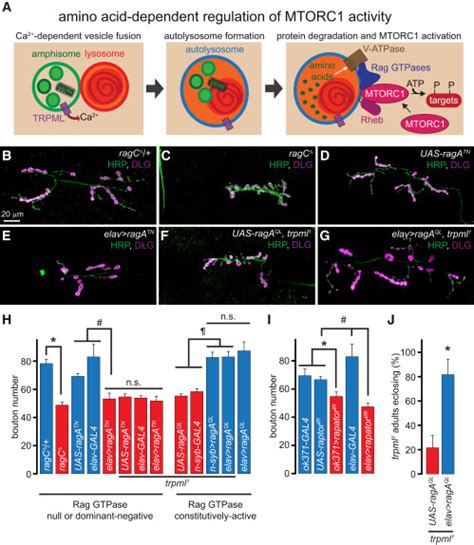 Diminished Nmj Synaptic Growth Following Lysosomal Dysfunction Is Due