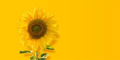 노란 배경에 잎이 있는 해바라기 텍스트공간을 복사합니다 가을 컨셉 0명에 대한 스톡 사진 및 기타 이미지 0명 10월