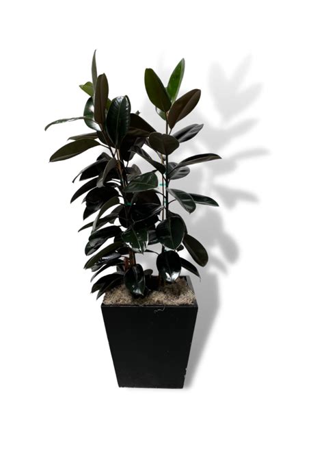 Ficus Elastica ‘decora Exotic Plants