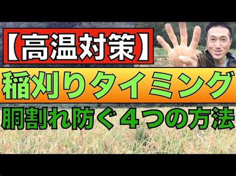 応用編高温時の稲刈りタイミング胴割れの原因と対策4選 YouTube
