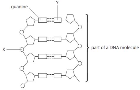 Biology Dna Diagram Quizlet