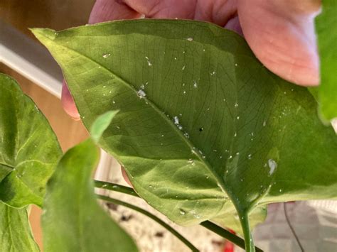 How To Treat Mealy Bugs On Plants 3 Easy Steps