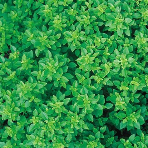 Griekse Basilicum Minette Ocimum Basilicum Minette Zorgkwekerij Smaak