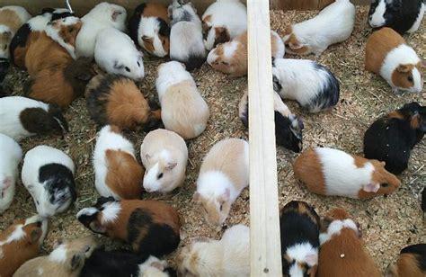 モルモットを飼うまでの準備とは？