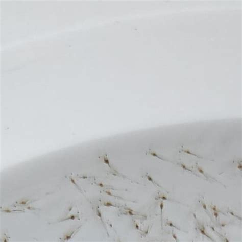 Shrimp Counting Object Detection Dataset And Pre Trained Model By Shrimp