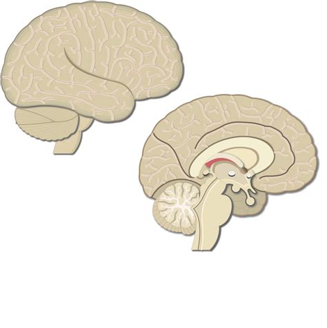 Motor Cortex Location