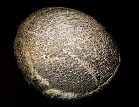 Stromatolite Fossil Oldest Life Form Photograph By Millard H Sharp
