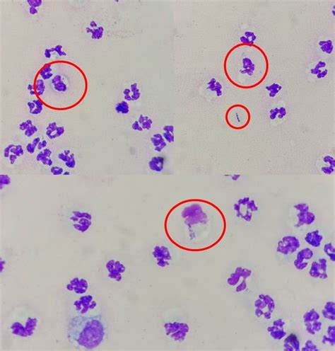 Sumari Dancer Posted On Linkedin