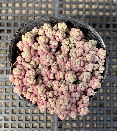 Yahoo オークション 多肉植物 パープルヘイズ