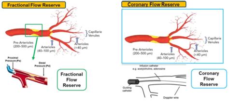Coronary Circulation And Tissue Perfusion Flashcards Quizlet