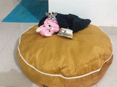 Tiny Kitten Wont Stop Meowing But Then This Woman Sees Him Mutually