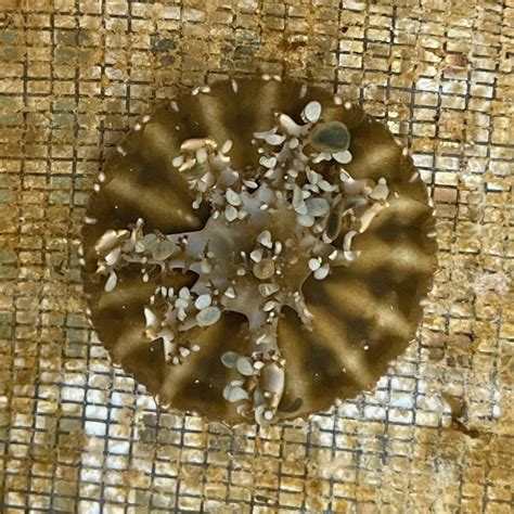 Up Side Down Jellyfish Cassiopeia