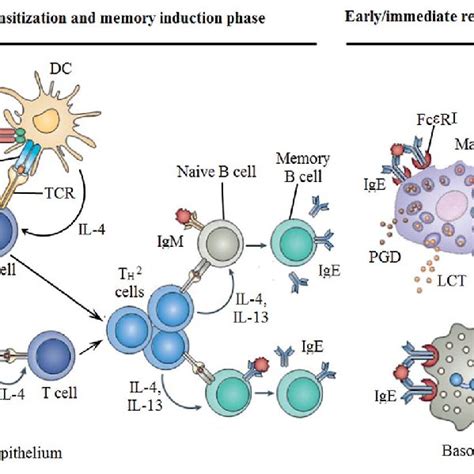 Allergic Response Route Sensitization And Memory Induction Phase