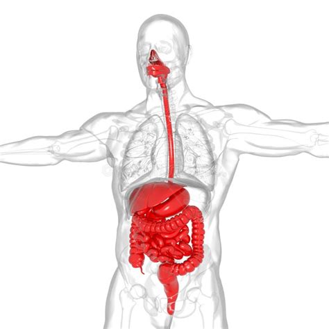 Anatomia Del Sistema Digestivo Umano Per Il Concetto Medico 3d