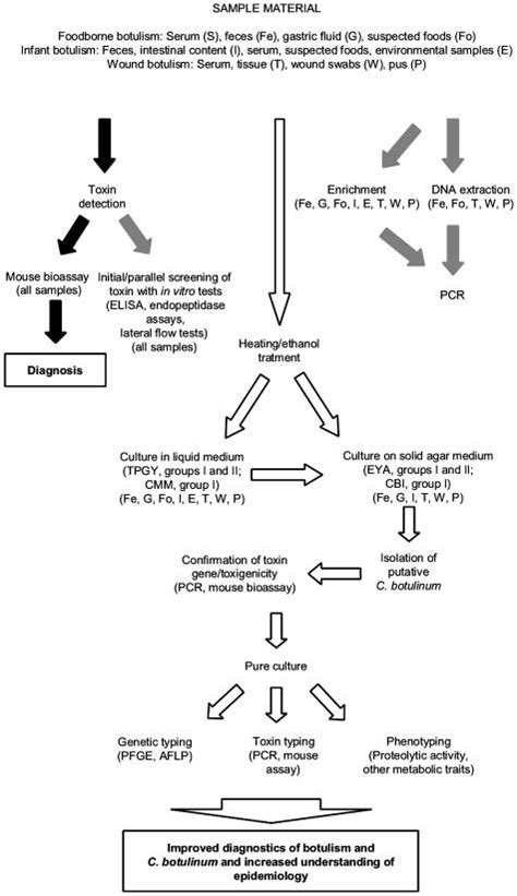 Clostridium Botulinum Properties Pathogenesis Lab Diagnosis