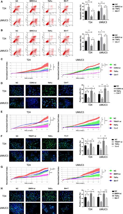 The Five Key Genes Affect Cell Functions Regulated By The Pkcαnf‐kb