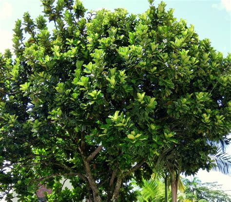 Ficus Características Tipos Y Cuidados 2023