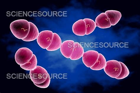 Streptococcus Mutans Bacteria Illustr Stock Image Science Source