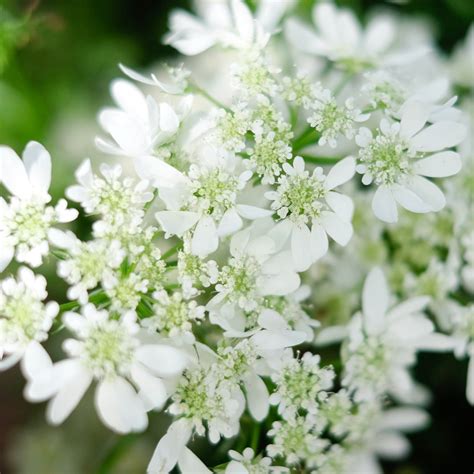 Orlaya Grandiflora ‚white Lace‘ White Lace Flower Hochwertige