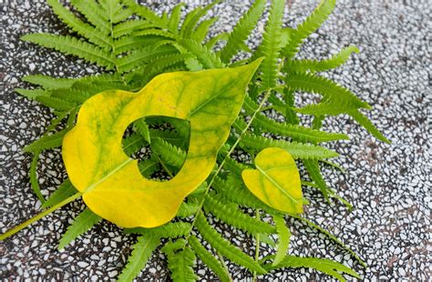 Daun Kuning Latar Belakang Foto Gratis Di Pixabay Pixabay