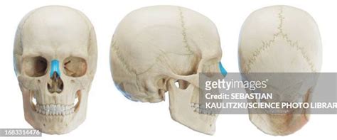 Nasal Bone Illustration High Res Vector Graphic Getty Images